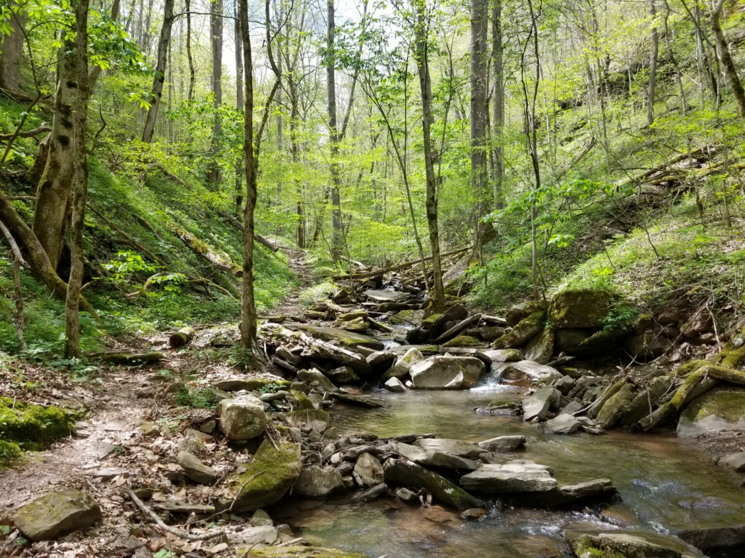 Carbon Rights - to Sell or not to Sell? - Mountain Watershed Association