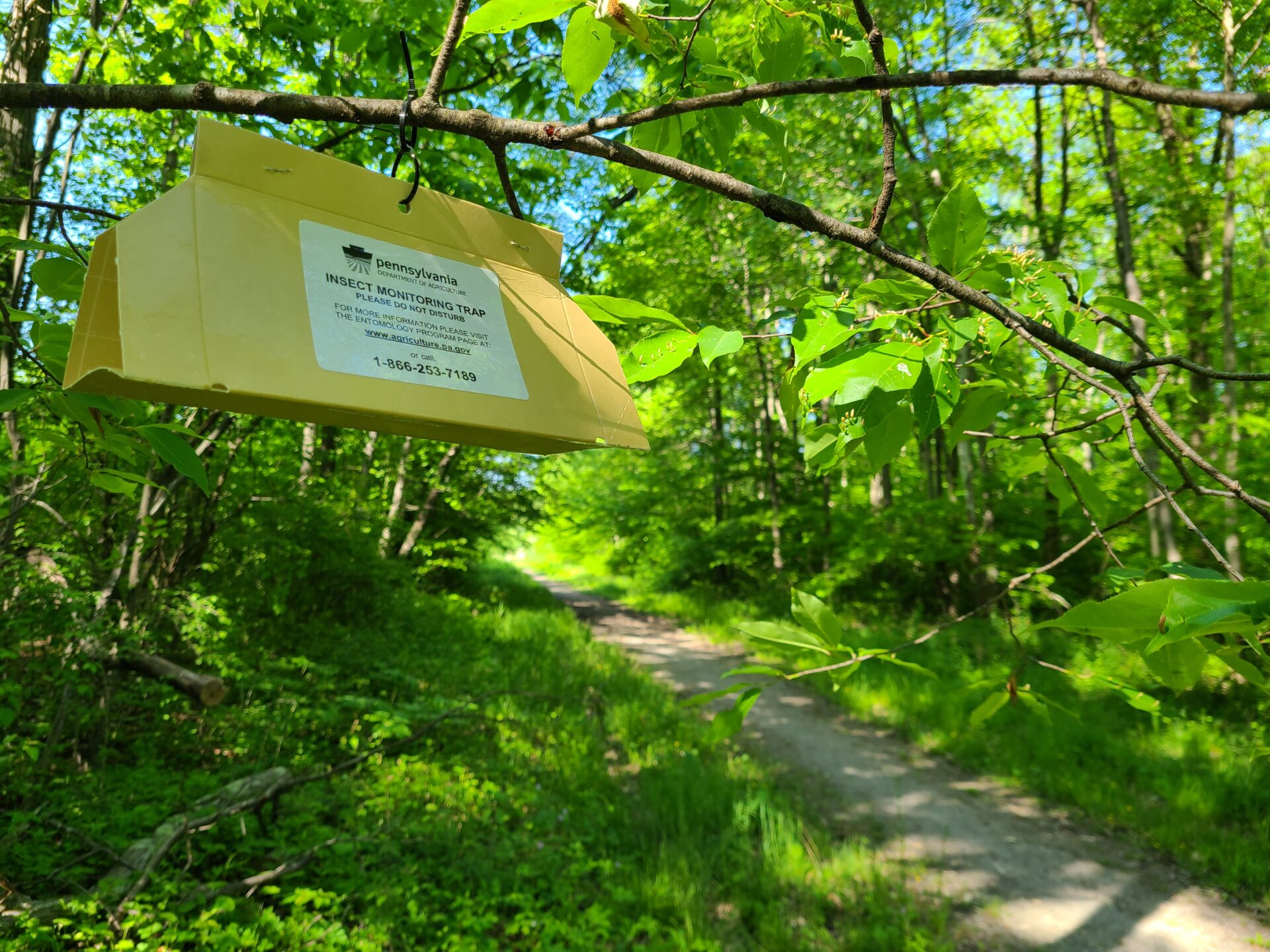 Invasive insect traps placed along ICV Trail - Mountain Watershed ...