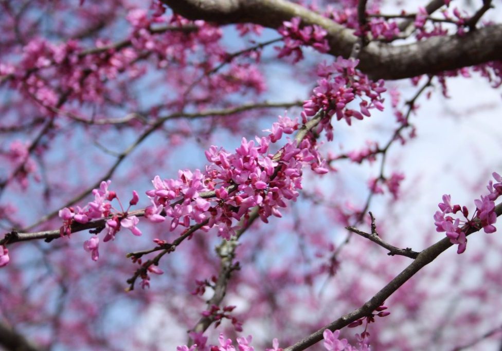 Home - Mountain Watershed Association